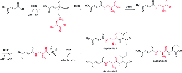 Biosynthesis of natural products containing β-amino acids - Natural ...