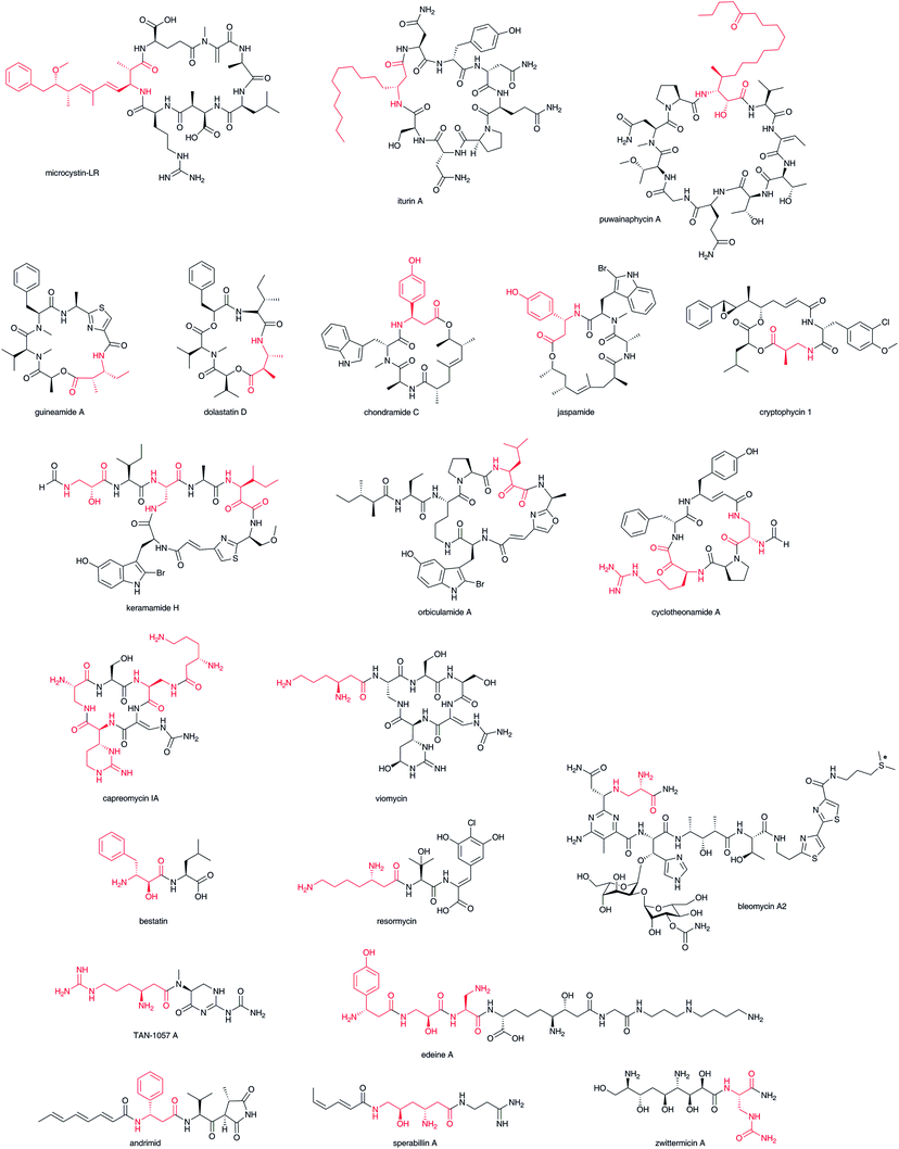 Biosynthesis of natural products containing β-amino acids - Natural ...