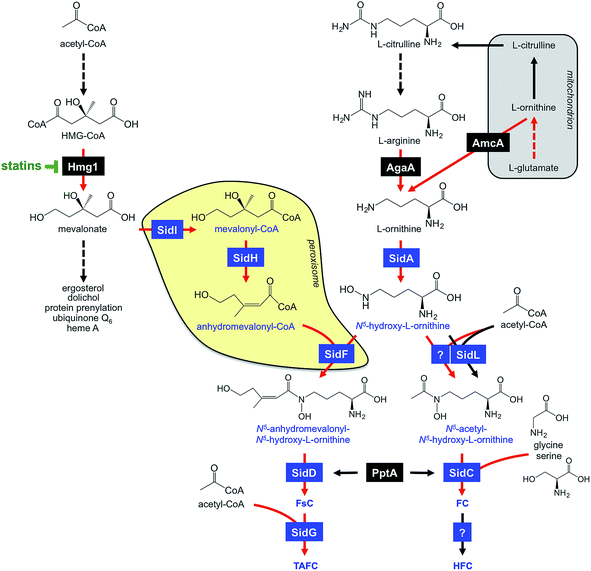 Fungal siderophore metabolism with a focus on Aspergillus fumigatus ...