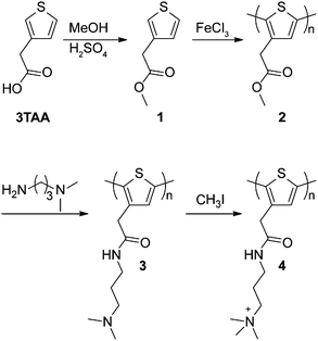 Cationic polythiophenes as responsive DNA-binding polymers - Polymer ...