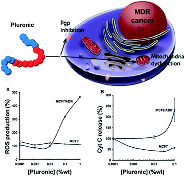 Pluronic® block-copolymers in medicine: from chemical and biological ...