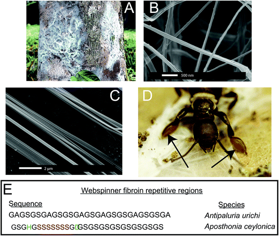 Structural characterization of nanofiber silk produced by embiopterans ...