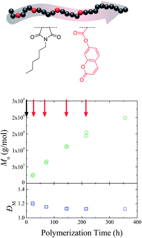 Precision polymers: a kinetic approach for functional poly(norbornenes ...
