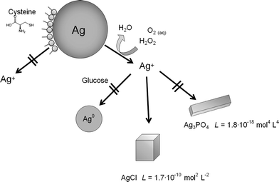 The dissolution and biological effects of silver nanoparticles in ...