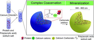 Coacervate-directed synthesis of CaCO 3 microcarriers for pH-responsive ...