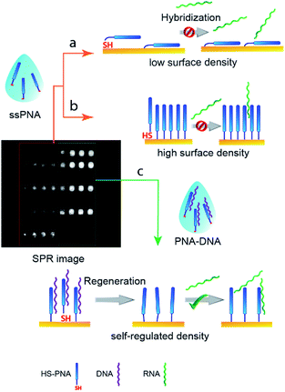 Reliable microspotting methodology for peptide-nucleic acid layers with ...