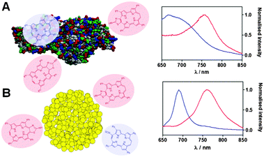 A novel fluoro-chromogenic click reaction for the labelling of proteins ...