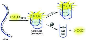 Targeting G-quadruplex structures with extrinsic fluorogenic dyes ...