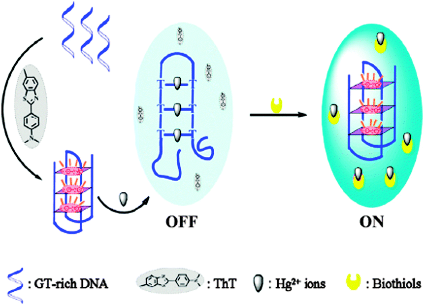 Targeting G-quadruplex structures with extrinsic fluorogenic dyes ...