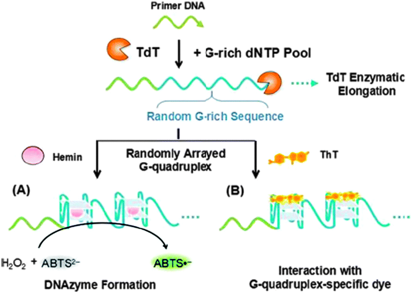 Targeting G-quadruplex structures with extrinsic fluorogenic dyes ...