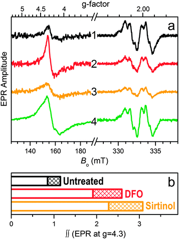 Sirtuin inhibitor sirtinol is an intracellular iron chelator - Chemical ...