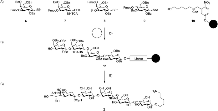 Combination of automated solid-phase and enzymatic oligosaccharide ...