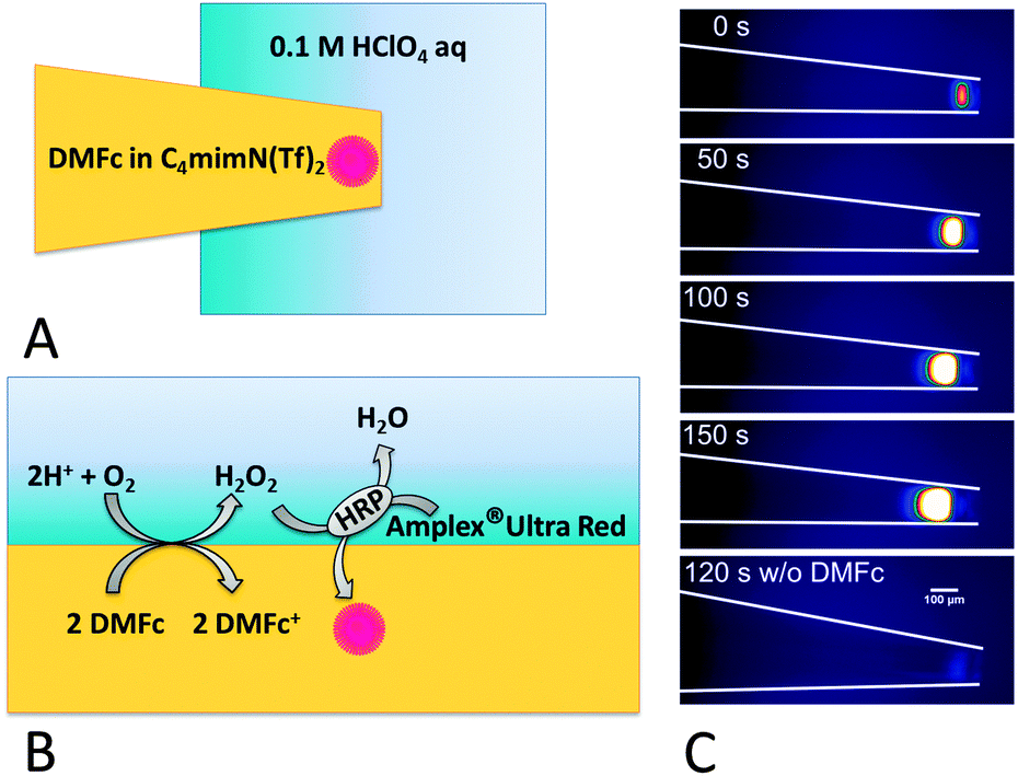 Catalysis at the room temperature ionic liquid|water interface: H 2 O 2 ...