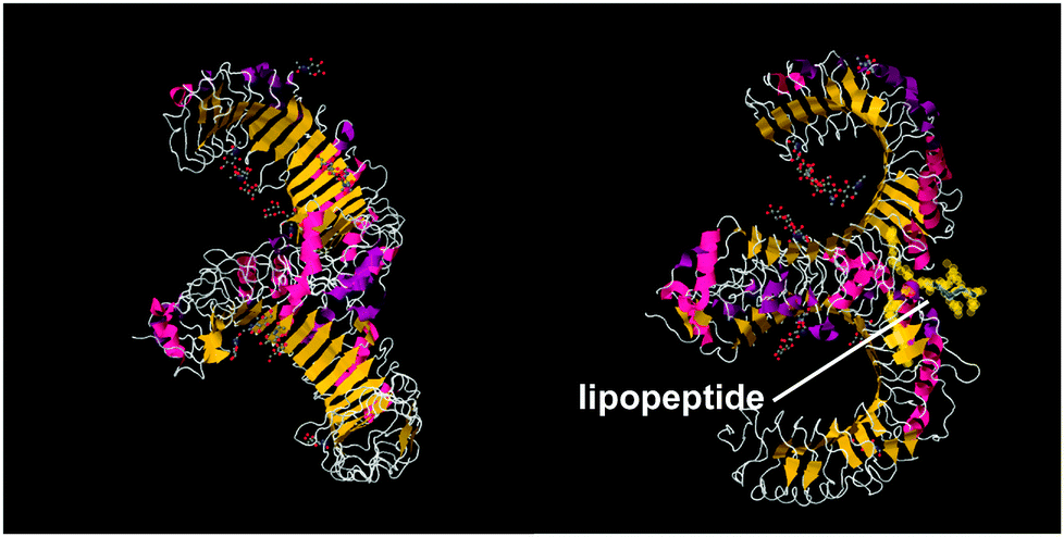 Lipopeptides: from self-assembly to bioactivity - Chemical ...