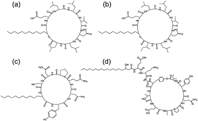 Lipopeptides: from self-assembly to bioactivity - Chemical ...