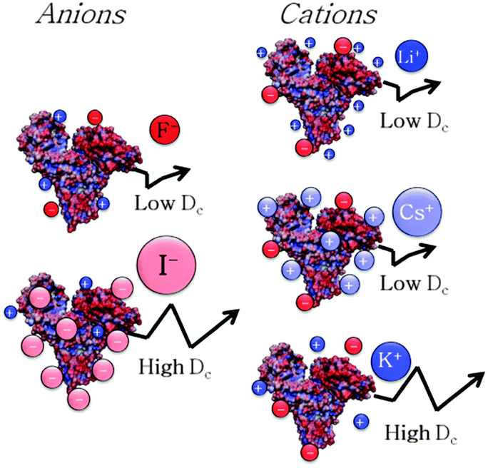 The molecular motion of bovine serum albumin under physiological ...