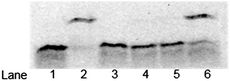 Exploiting anthracene photodimerization within peptides: light induced ...