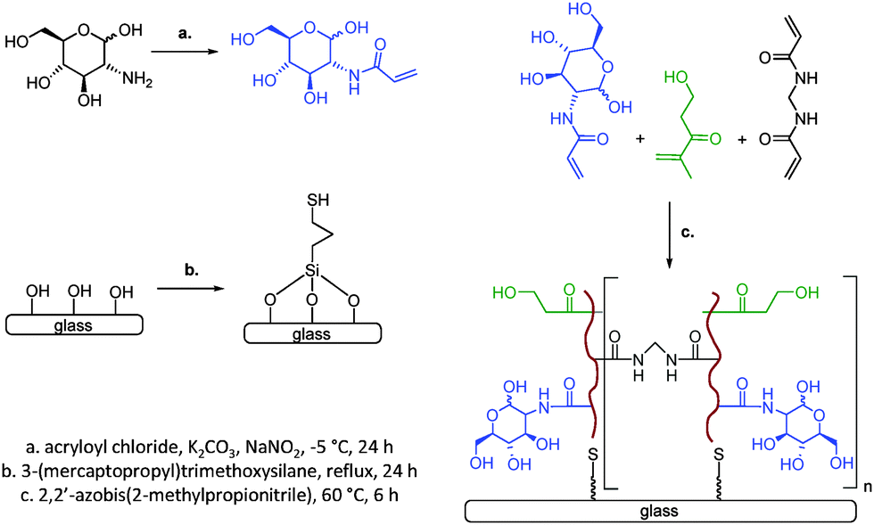 Novel glycopolymer hydrogels as mucosa-mimetic materials to reduce ...