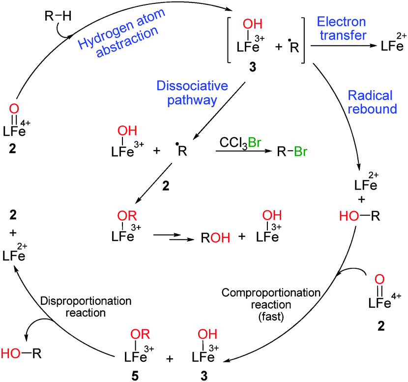 Mechanistic elucidation of C–H oxidation by electron rich non-heme iron( iv )–oxo at room ...