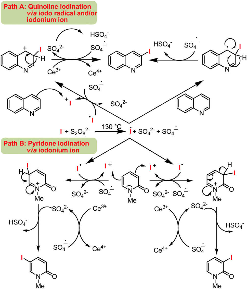 The regioselective iodination of quinolines, quinolones, pyridones ...