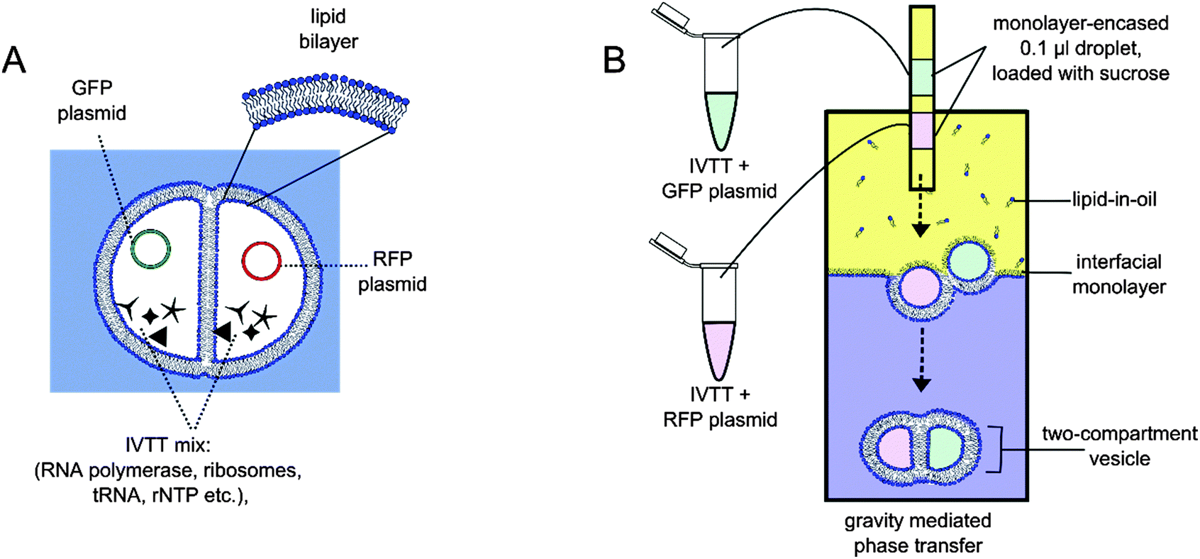 Protein synthesis in artificial cells: using compartmentalisation for ...