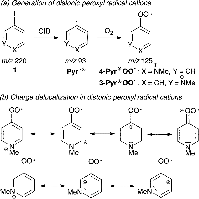 The role of peroxyl radicals in polyester degradation – a mass ...