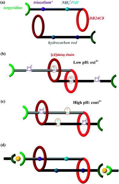 Revealing highly unbalanced energy barriers in the extension and ...