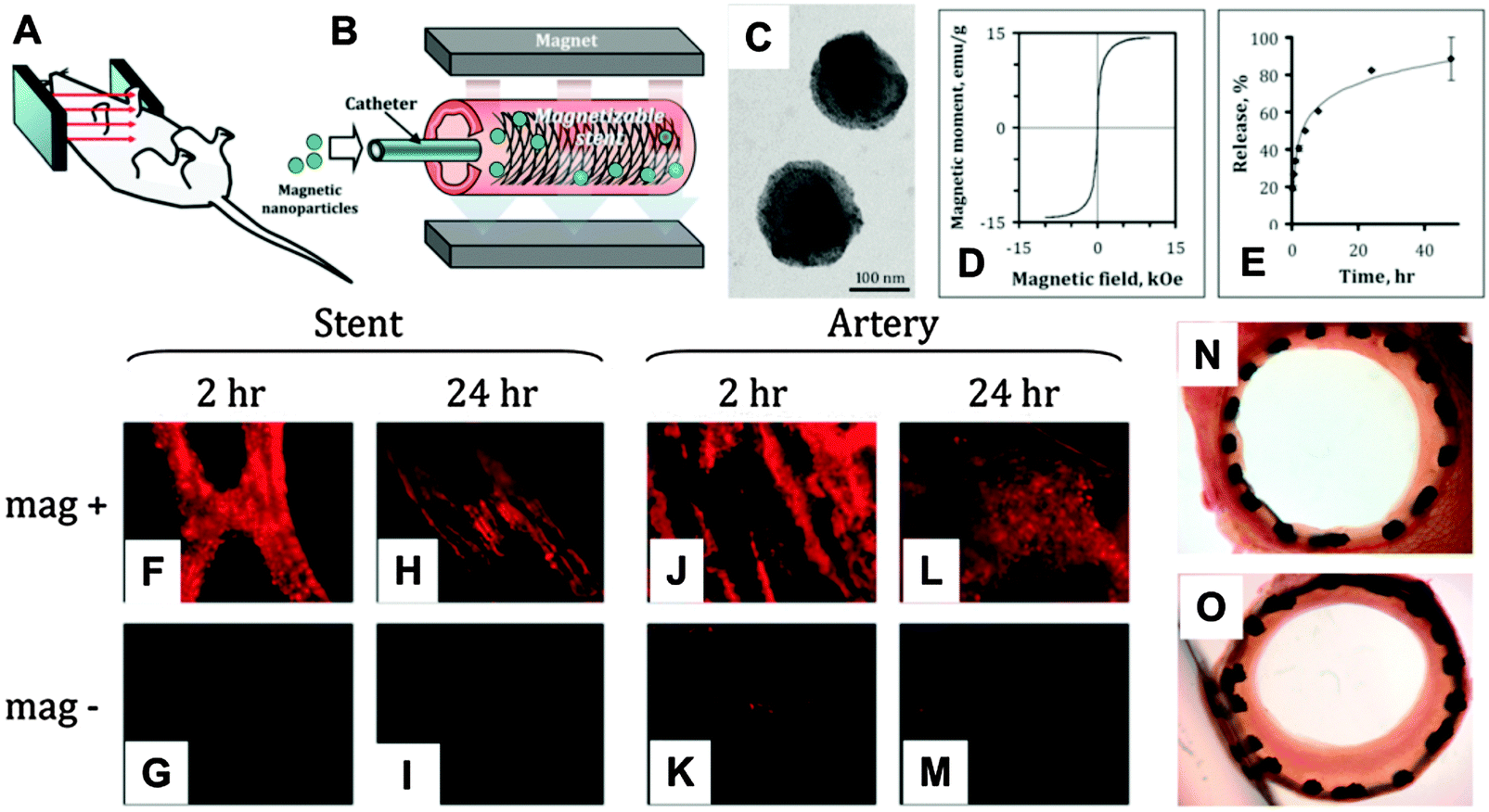 Emerging translational research on magnetic nanoparticles for ...