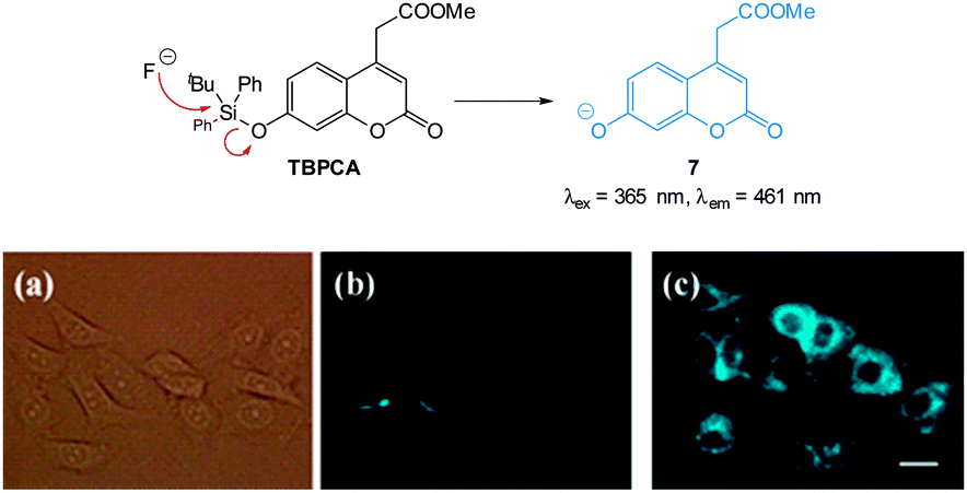 Luminescent probes for the bioimaging of small anionic species in vitro ...