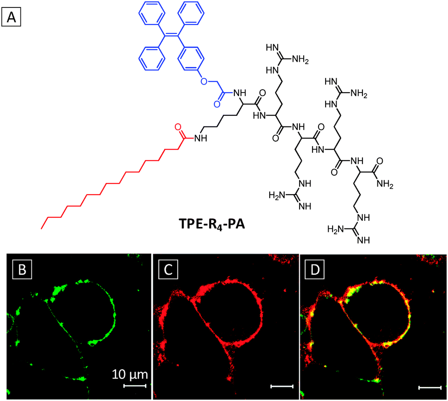 Specific light-up bioprobes based on AIEgen conjugates - Chemical ...