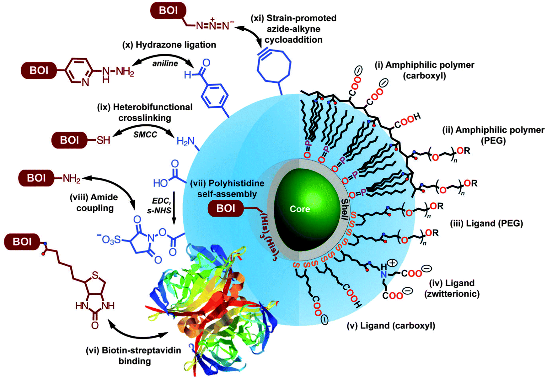 Quantum dots: bright and versatile in vitro and in vivo fluorescence ...