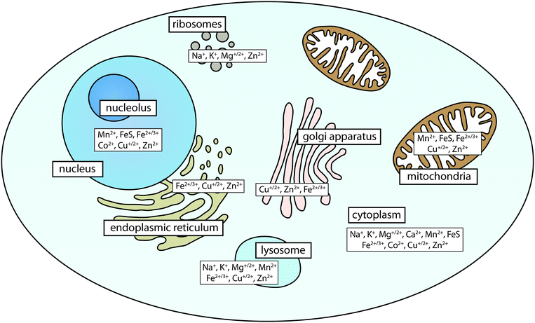Imaging metals in biology: balancing sensitivity, selectivity and ...