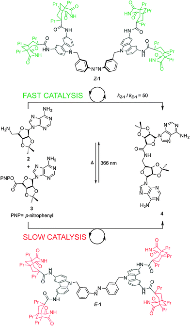 Artificial switchable catalysts - Chemical Society Reviews (RSC ...