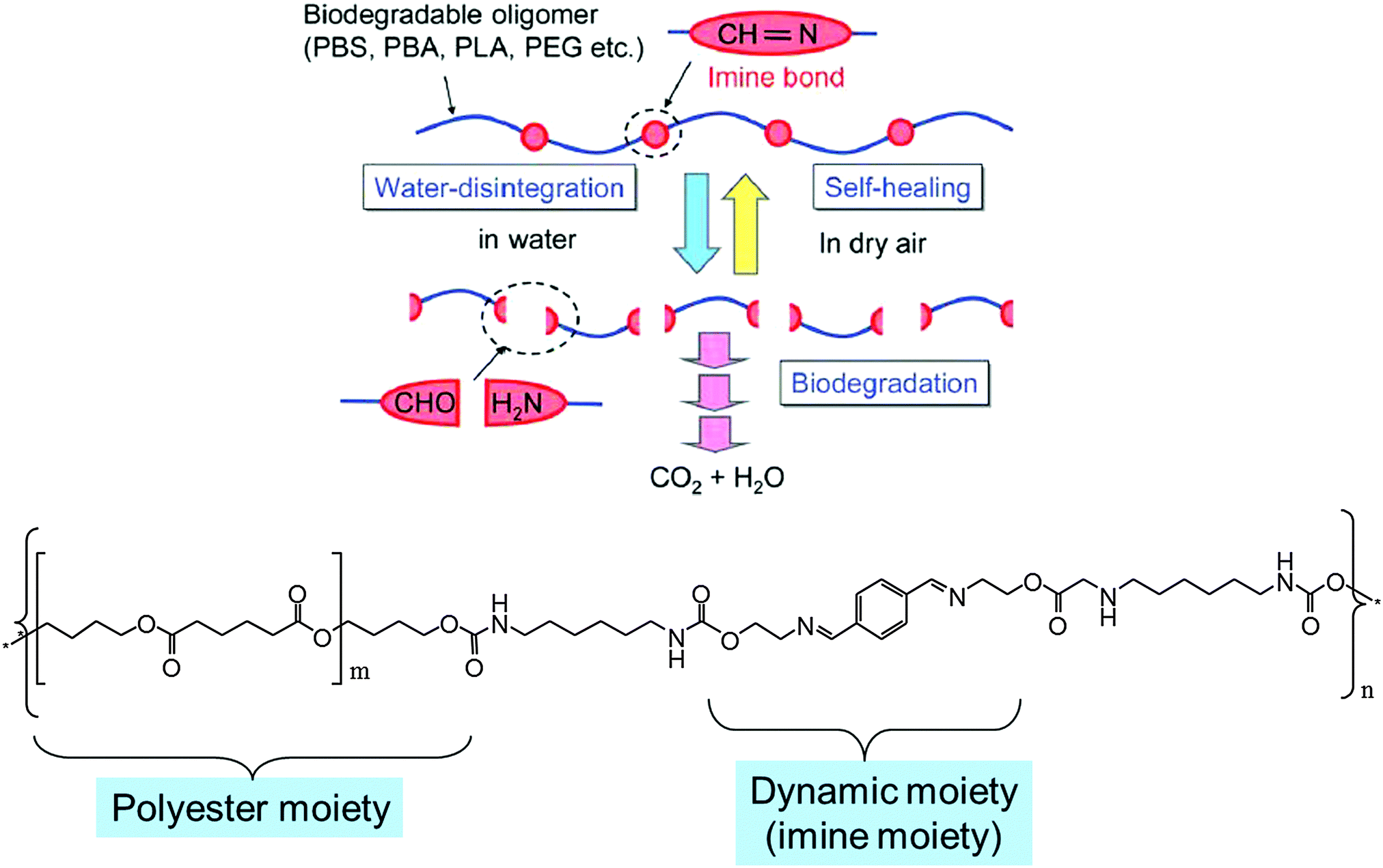 DYNAMERS: dynamic polymers as self-healing materials - Chemical Society ...