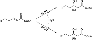 The selective addition of water - Catalysis Science & Technology (RSC ...