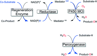 Specific oxyfunctionalisations catalysed by peroxygenases ...