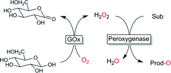 Specific oxyfunctionalisations catalysed by peroxygenases ...