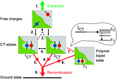 Sub-ns triplet state formation by non-geminate recombination in PSBTBT ...