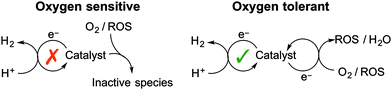 Oxygen-tolerant proton reduction catalysis: much O 2 about nothing ...