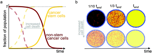 Cancer stem cells: small subpopulation or evolving fraction ...
