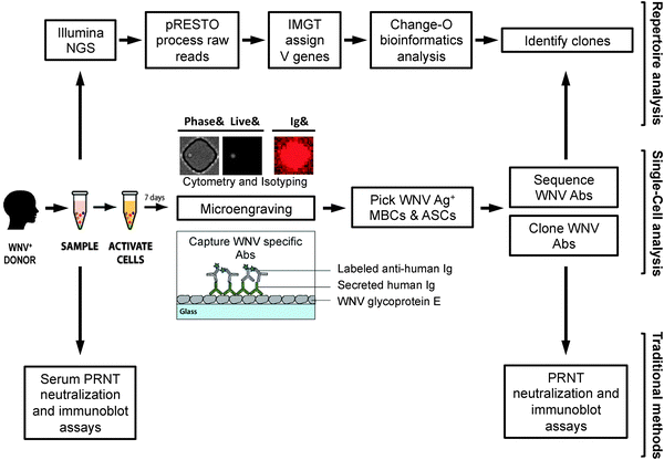 Neutralizing antibodies against West Nile virus identified directly ...
