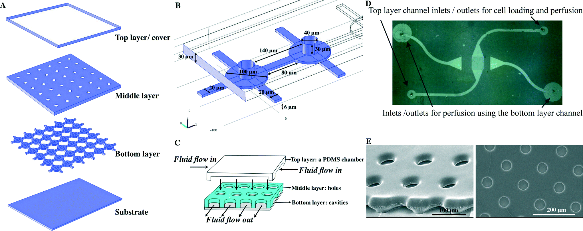 Cell proliferation and migration inside single cell arrays - Lab on a ...