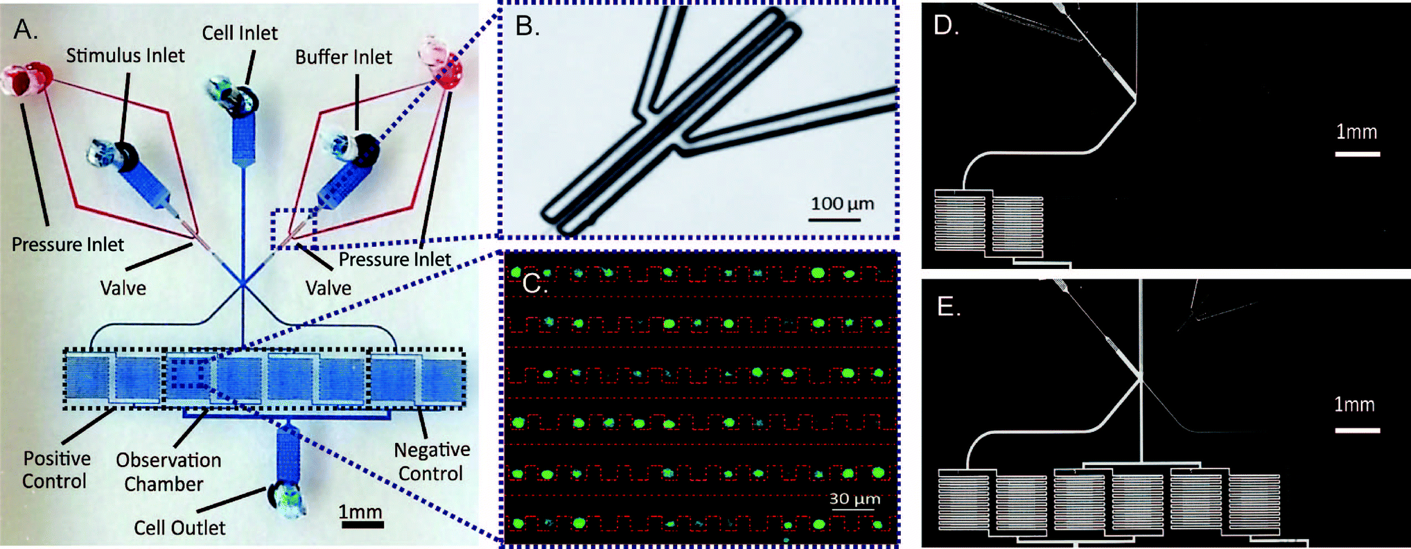 An automated programmable platform enabling multiplex dynamic stimuli delivery and cellular ...