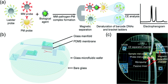 A fully integrated microdevice for biobarcode assay based biological ...