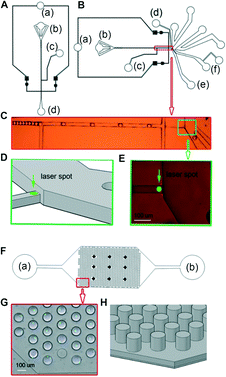 Efficient cell pairing in droplets using dual-color sorting - Lab on a ...