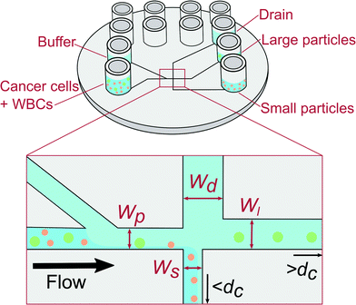 Separation of cancer cells from white blood cells by pinched flow ...