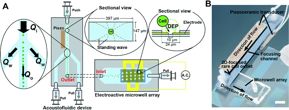 Highly efficient single cell arraying by integrating acoustophoretic cell pre-concentration and ...