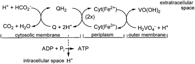 The role of vanadium in biology - Metallomics (RSC Publishing) DOI:10. ...
