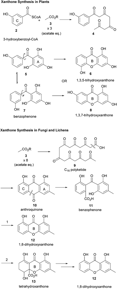 Xanthone dimers: a compound family which is both common and privileged ...