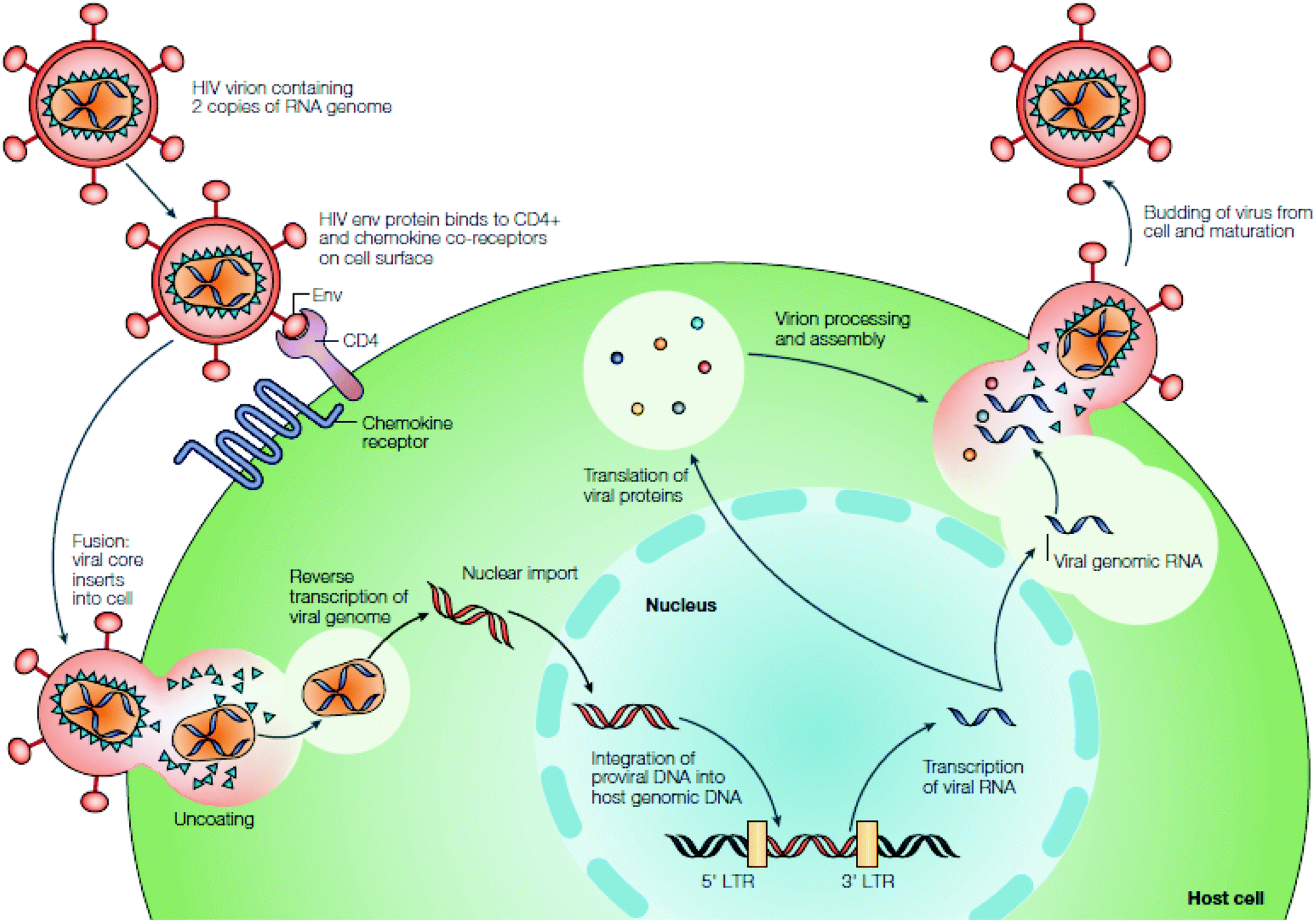 Hiv Replication Cycle Stock Vector Image 43775780 - vrogue.co Hiv Replication Cycle Stock Vector Image 43775780 - vrogue.co